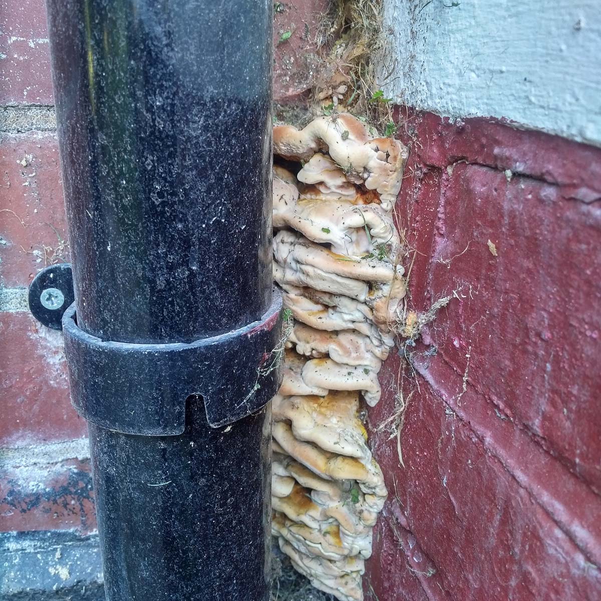 Dry Rot Treatment, Croydon, South London | RLH Developments Limited